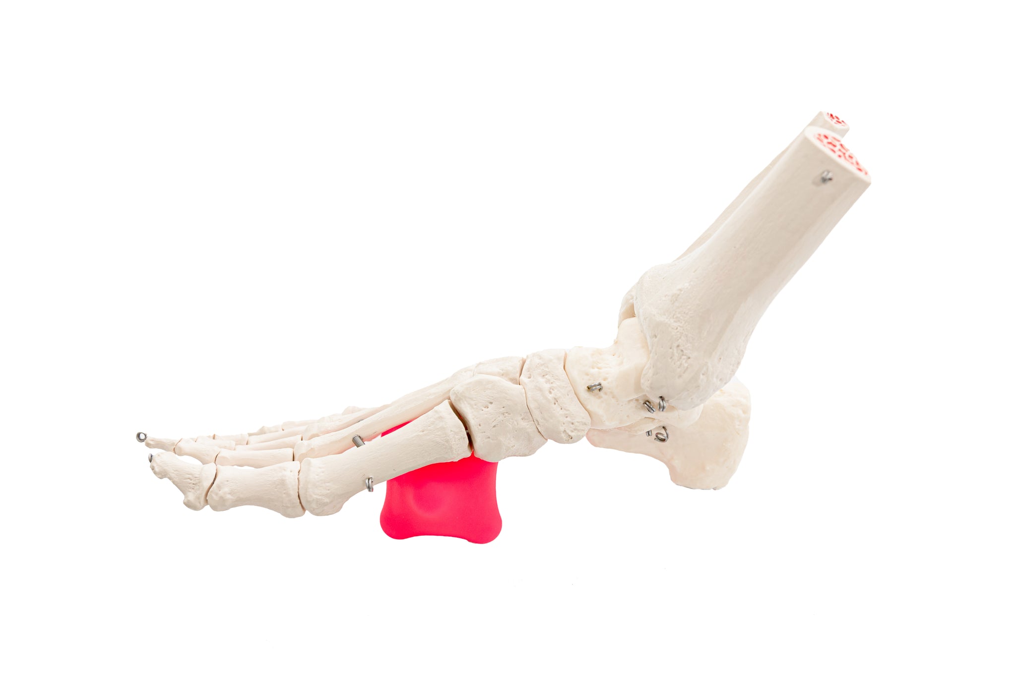 Foot Mobiliser – Freestyle Feet