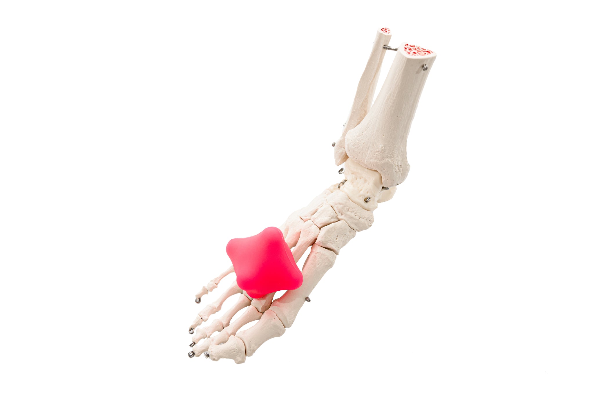 Foot Mobiliser – Freestyle Feet